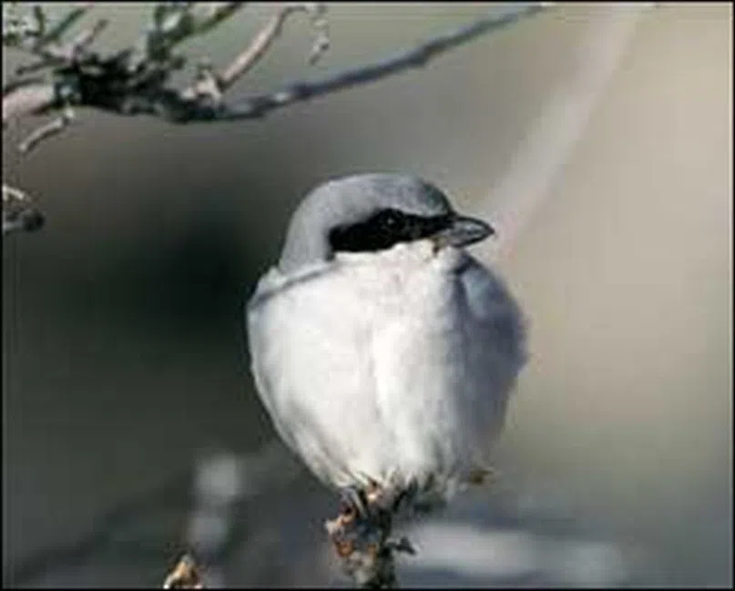 Still Time To Count Birds | CFOB 93.1 The Border