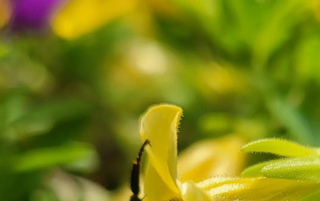 Eagle River Is Buzzing | CKDR