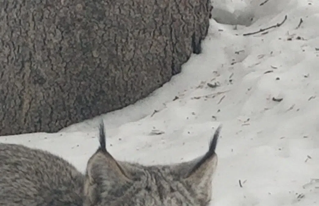 Eagle River Lynx | CKDR