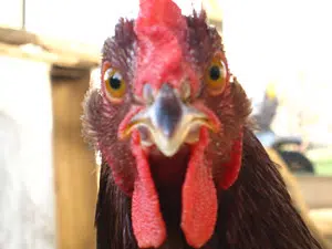 Chicken Coop Destroyed by Fire in Appleton | Seehafer News