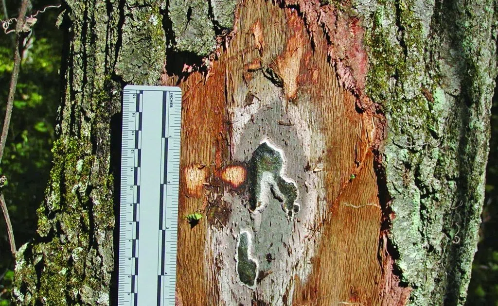 How Can You Help Protect Oak Trees From Oak Wilt | Seehafer News