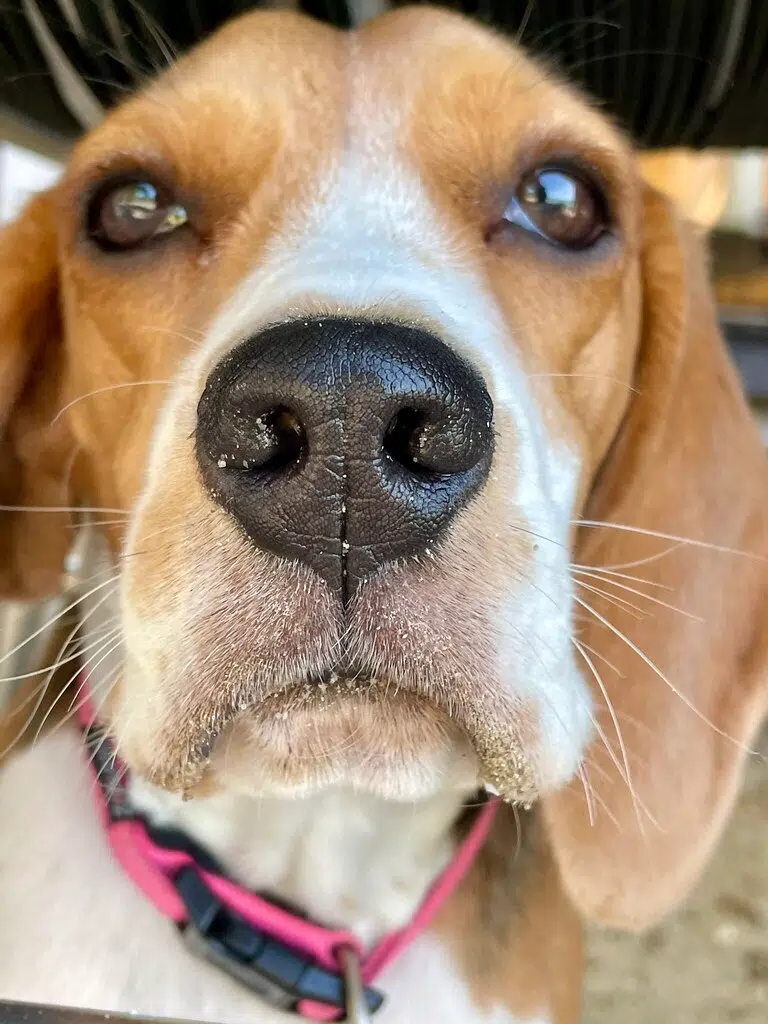 Dozens Of Endangered Beagles Find Foster Homes In Southeast Wisconsin ...