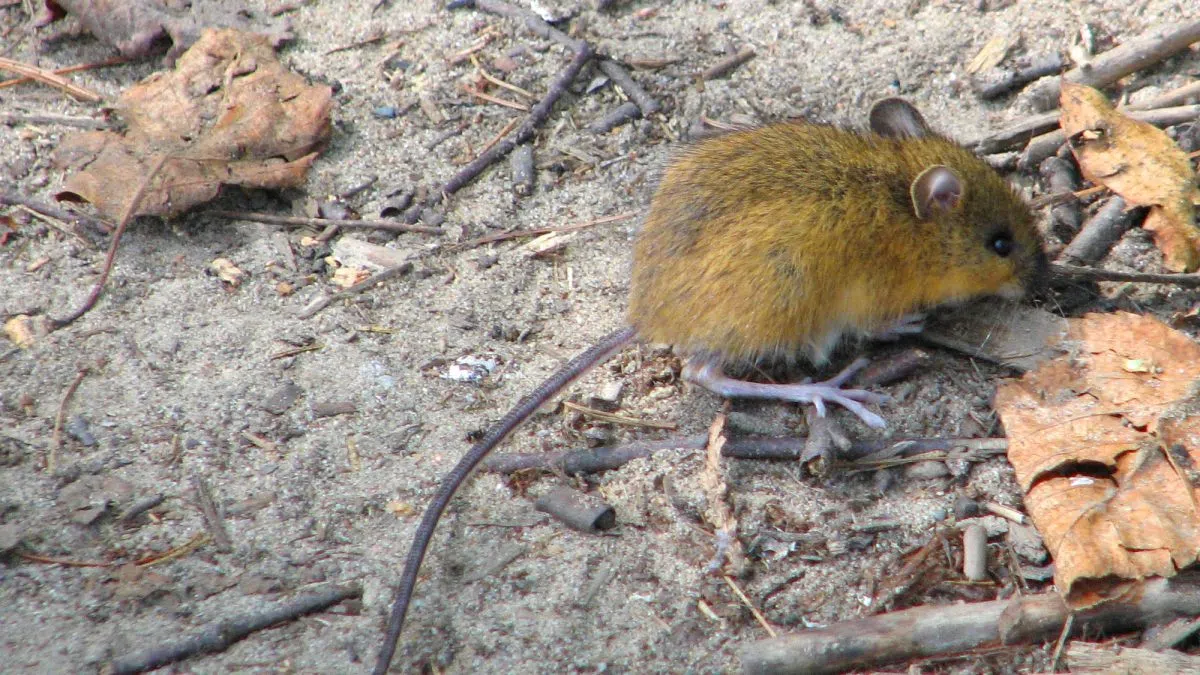 Ripples from the Dunes: Mice | Seehafer News