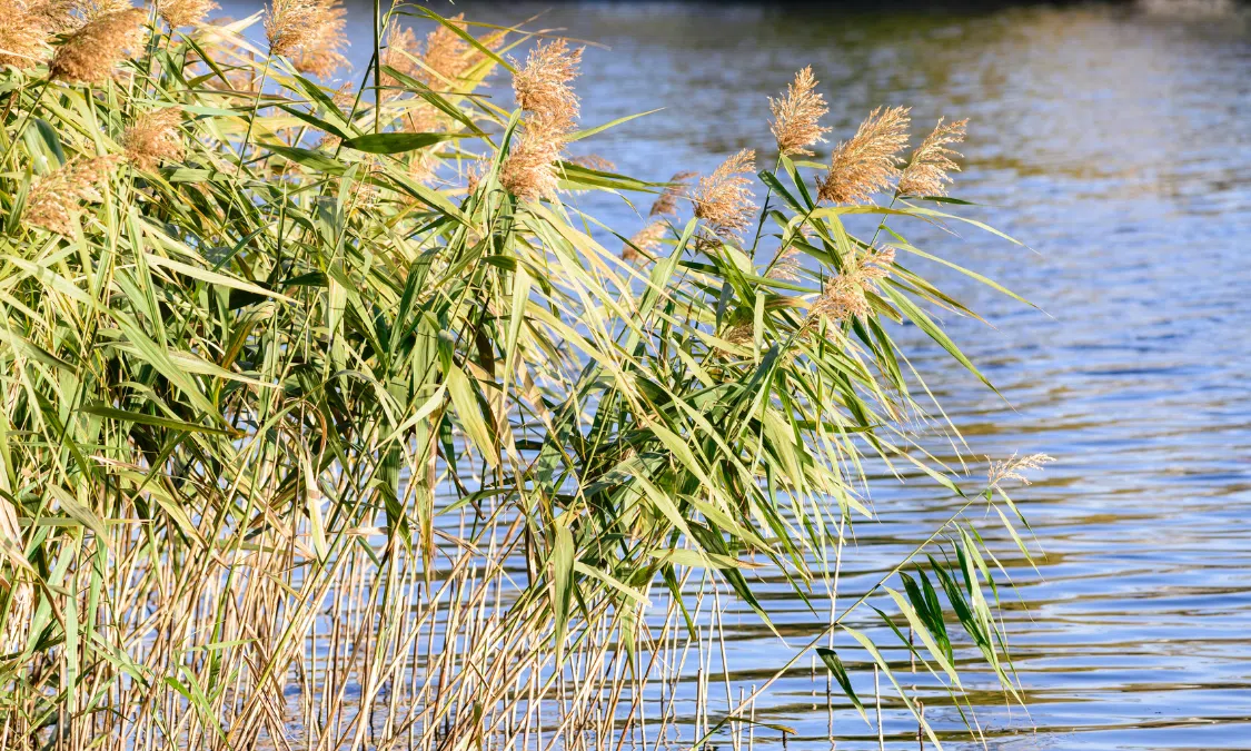 Phragmites Continue to Harm Ecosystems Throughout Wisconsin | Seehafer News