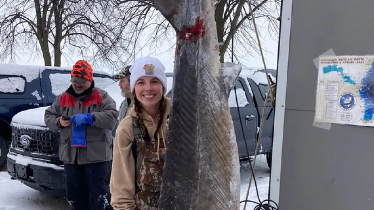 Sturgeon Spearing License Purchases Due At the End of the Month ...