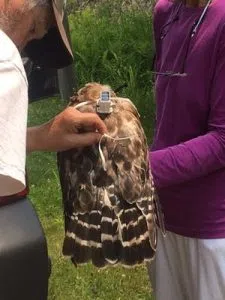 Ripples From the Dunes – Owl Migration | Seehafer News