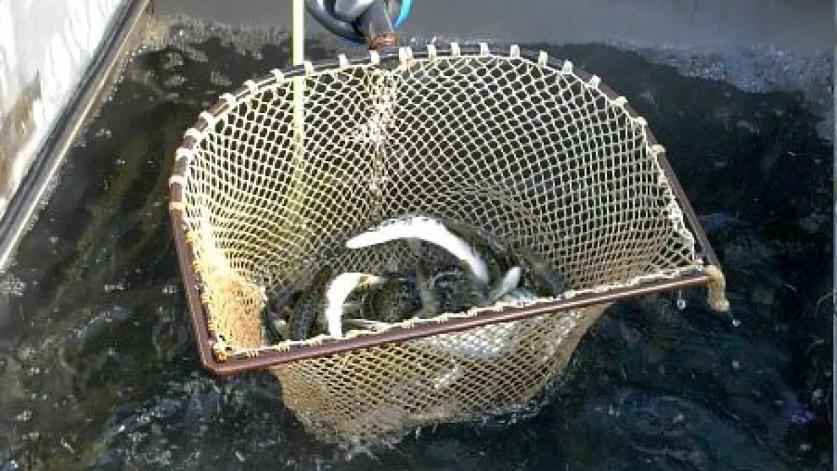 Manitowoc, Sheboygan Rivers Lead Counties in 2024 DNR Fish Stocking ...