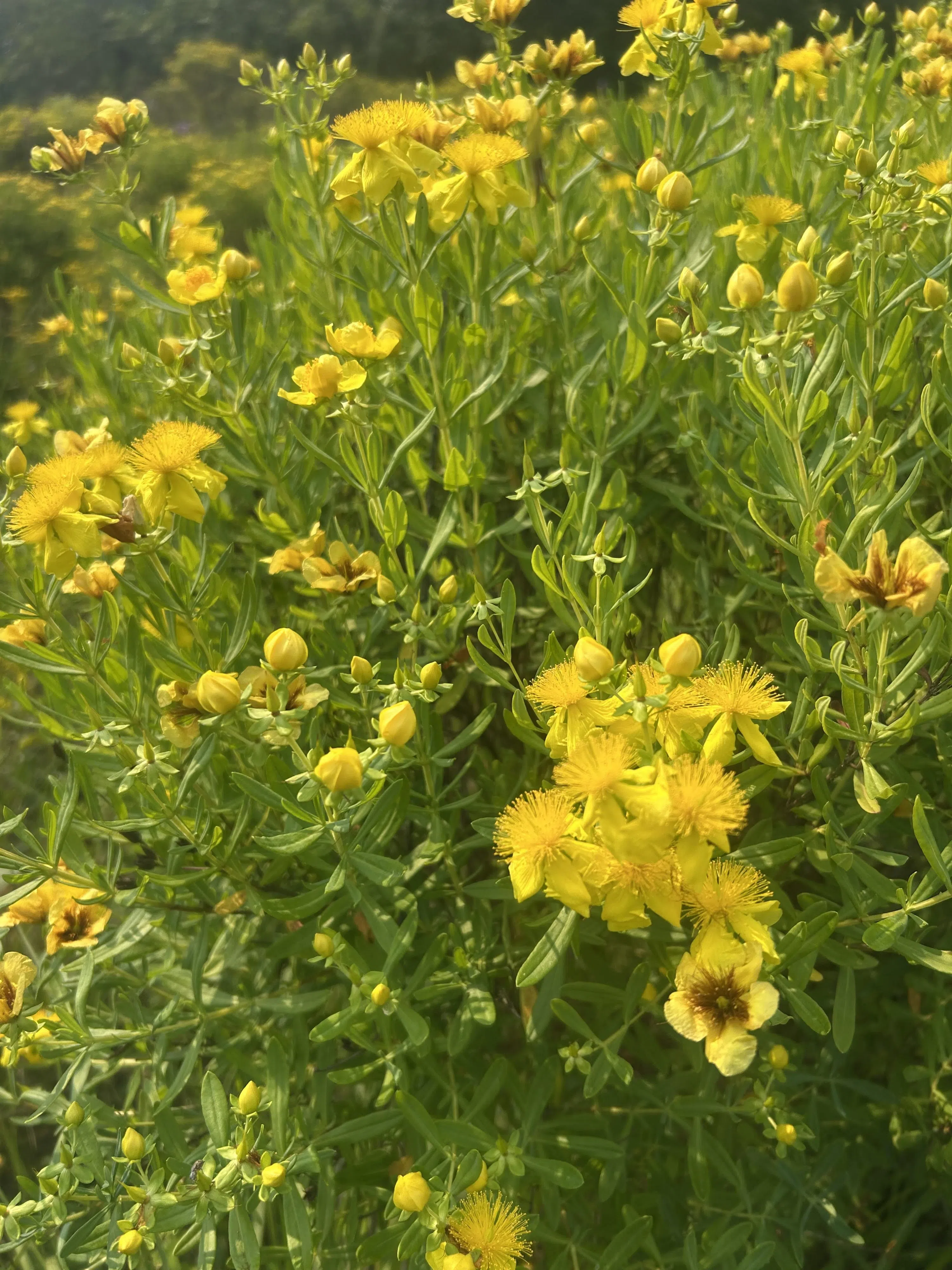 Ripples from the Dunes – Kalm’s St John’s Wort | Seehafer News