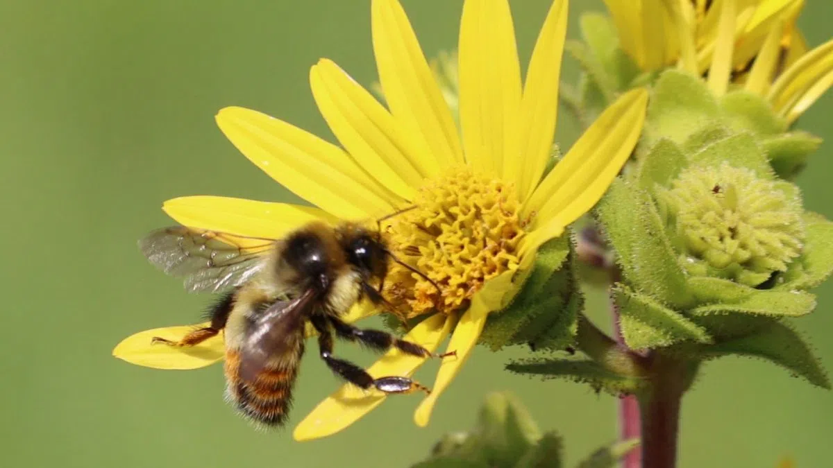 Ripples from the Dunes – Red Belted Bumble Bee | Seehafer News