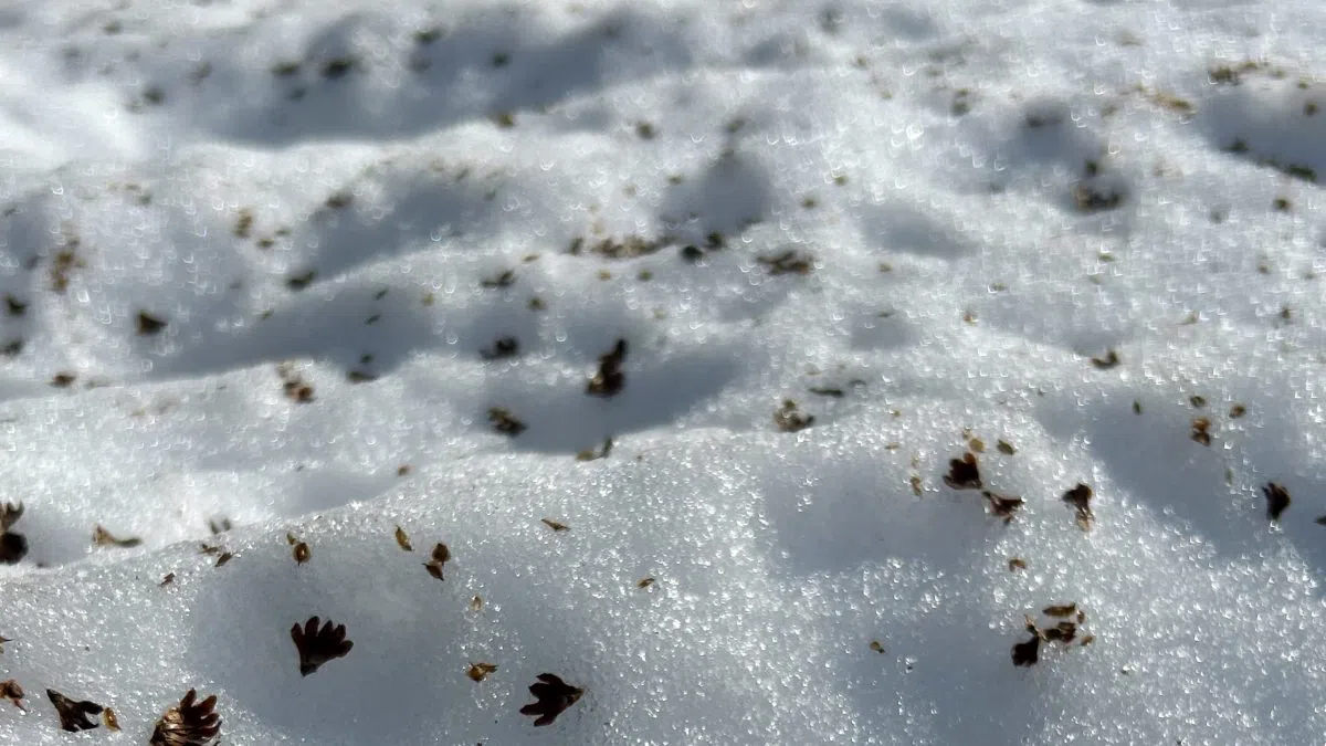 Ripples from the Dunes – Yellow Birch | Seehafer News