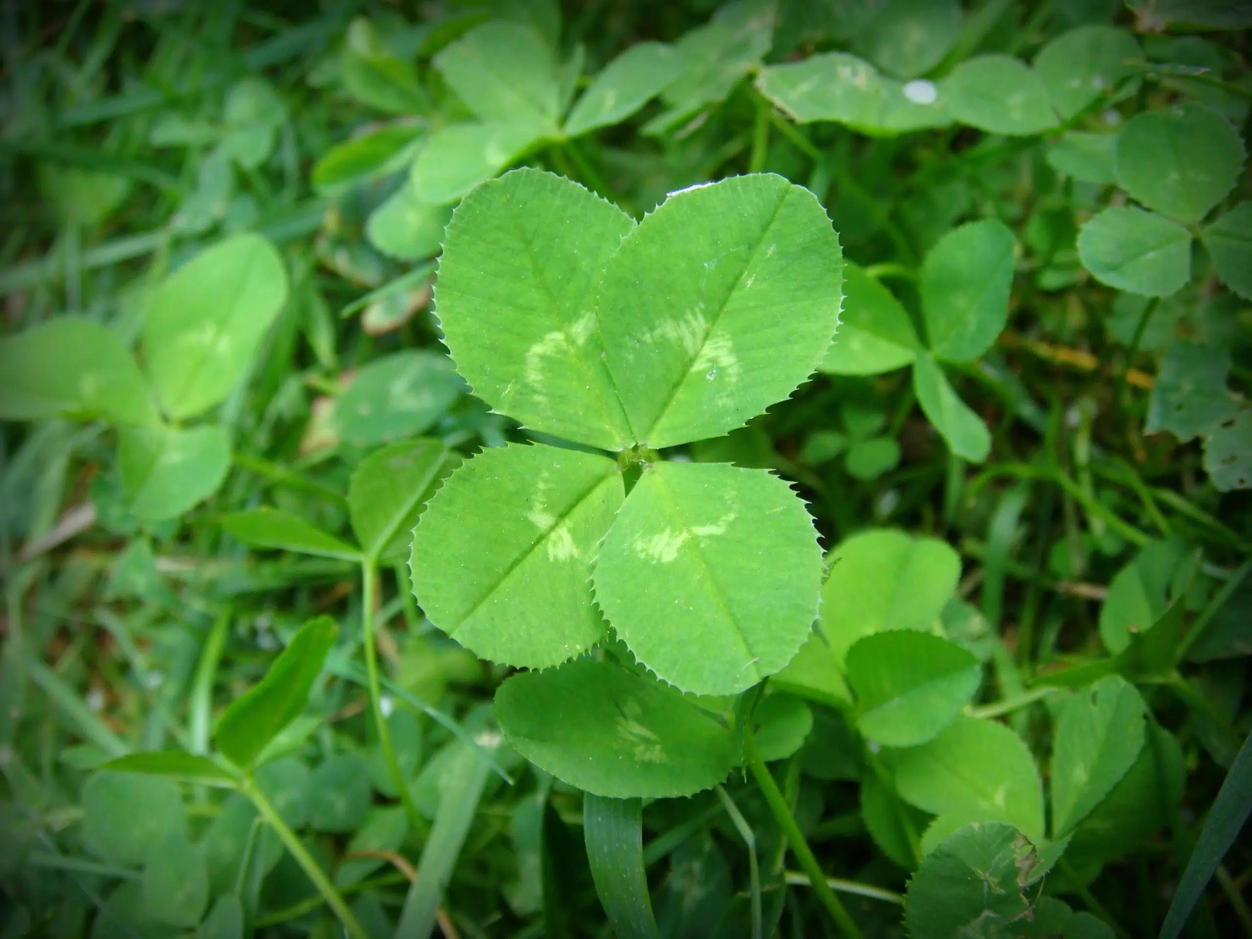 Gabrielle Gerhart sets a world record for the Most 4 Leaf Clovers ...