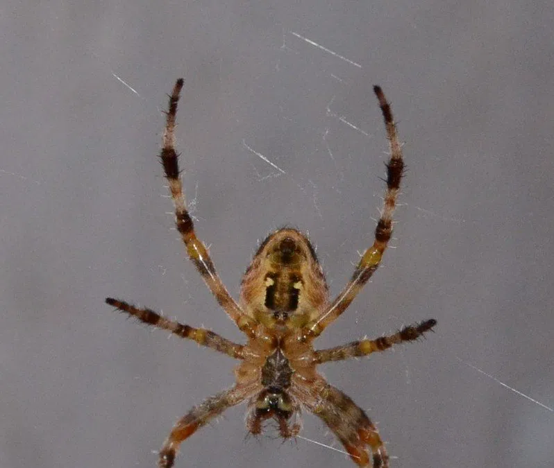 World’s Most Venomous Spider named ‘Hercules’ | Rock 107