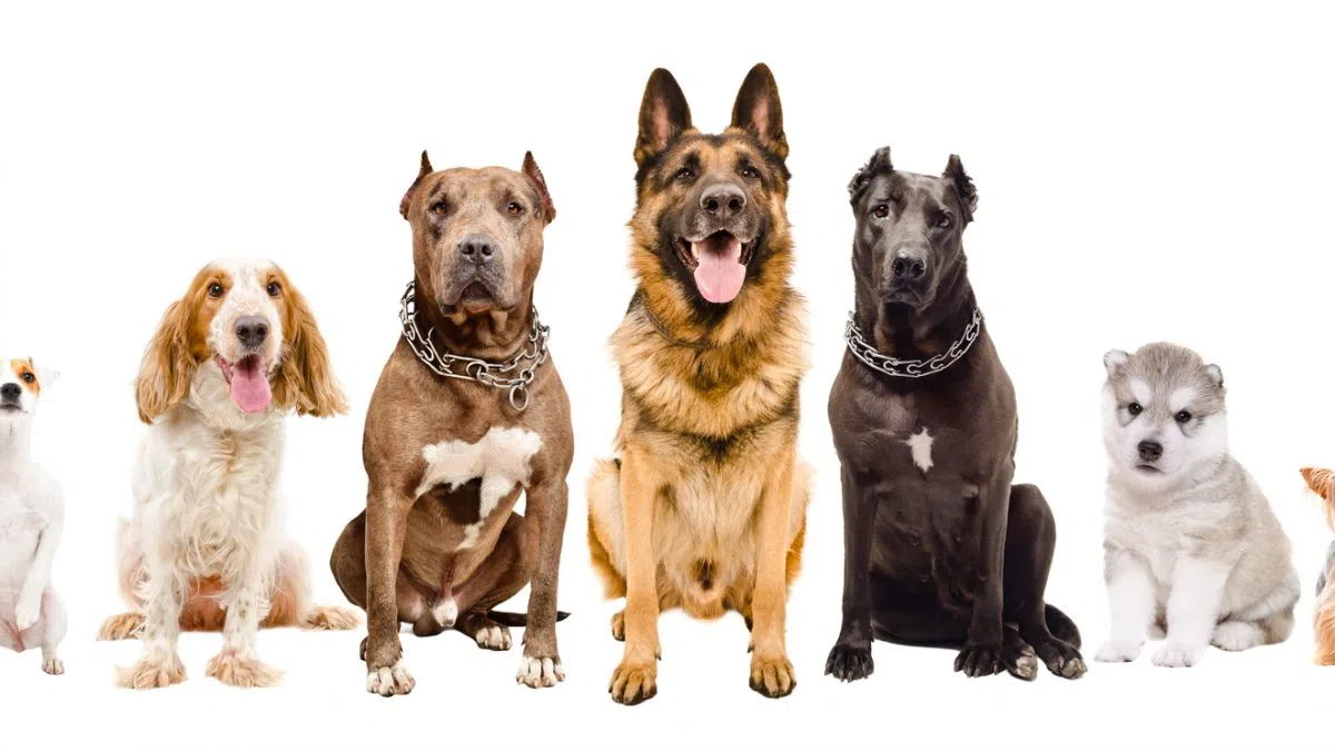 Personality Profile – What Your Dog’s Breed Says About Your Personality ...