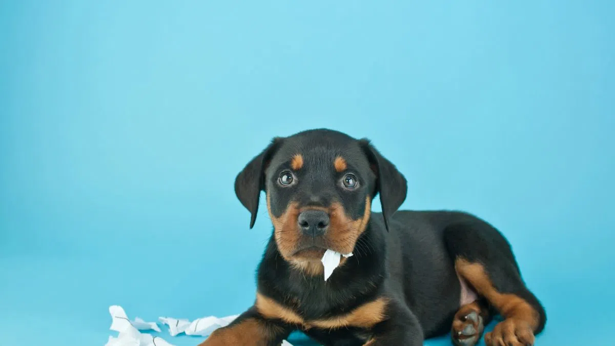 Top 7 Best-Behaved Dog Breeds | Rock 107