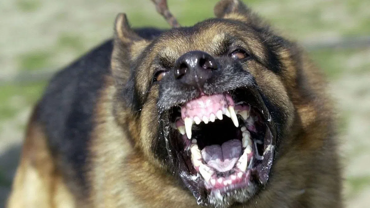 Top 10 Dog Breeds Most Likely To Bite | Rock 107