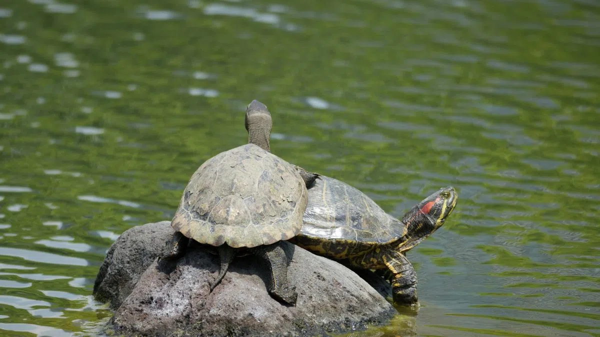 Watch out for turtles in MIX Nation! Lori Sioui, from the front desk ...
