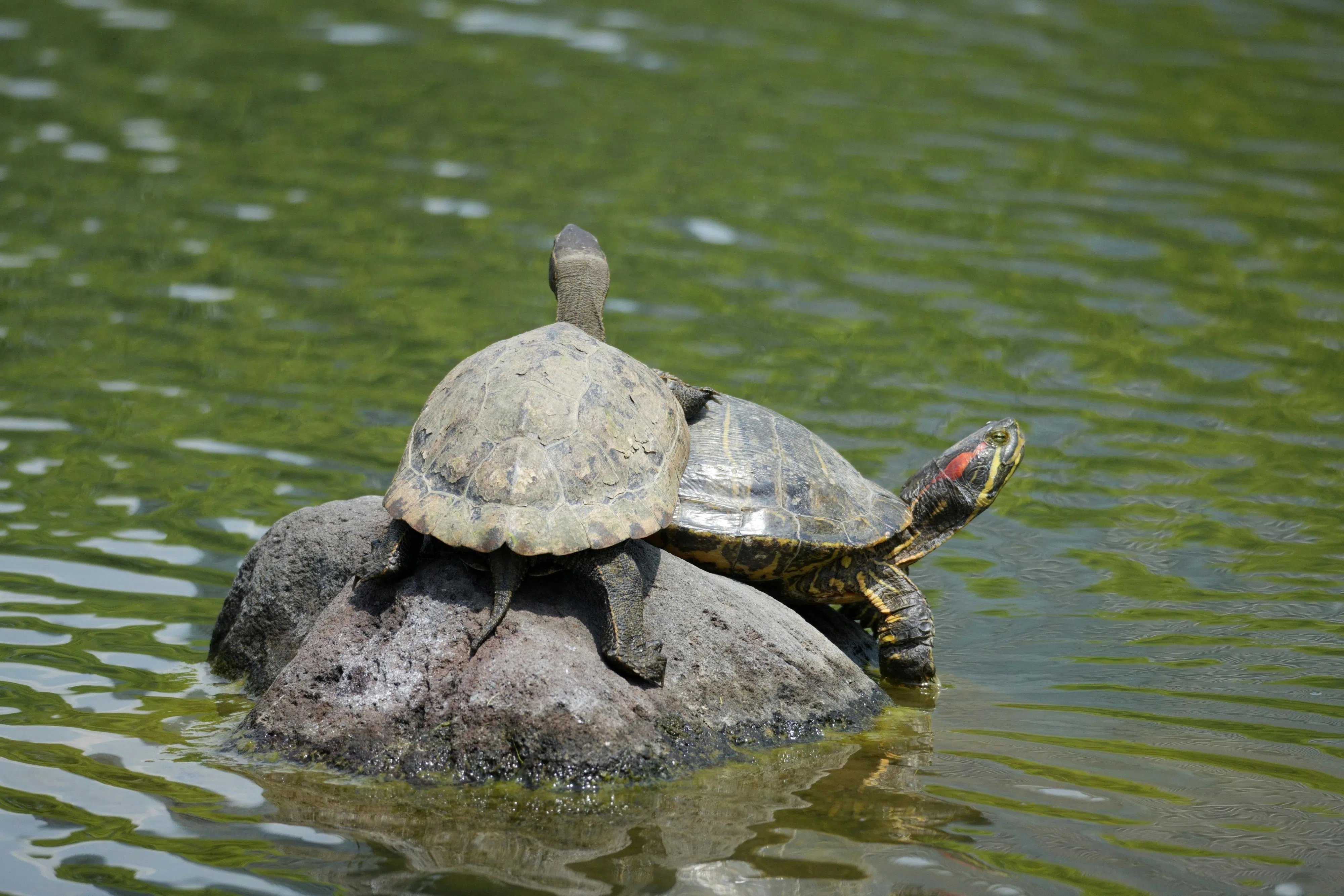 Watch out for turtles in MIX Nation! Lori Sioui, from the front desk ...