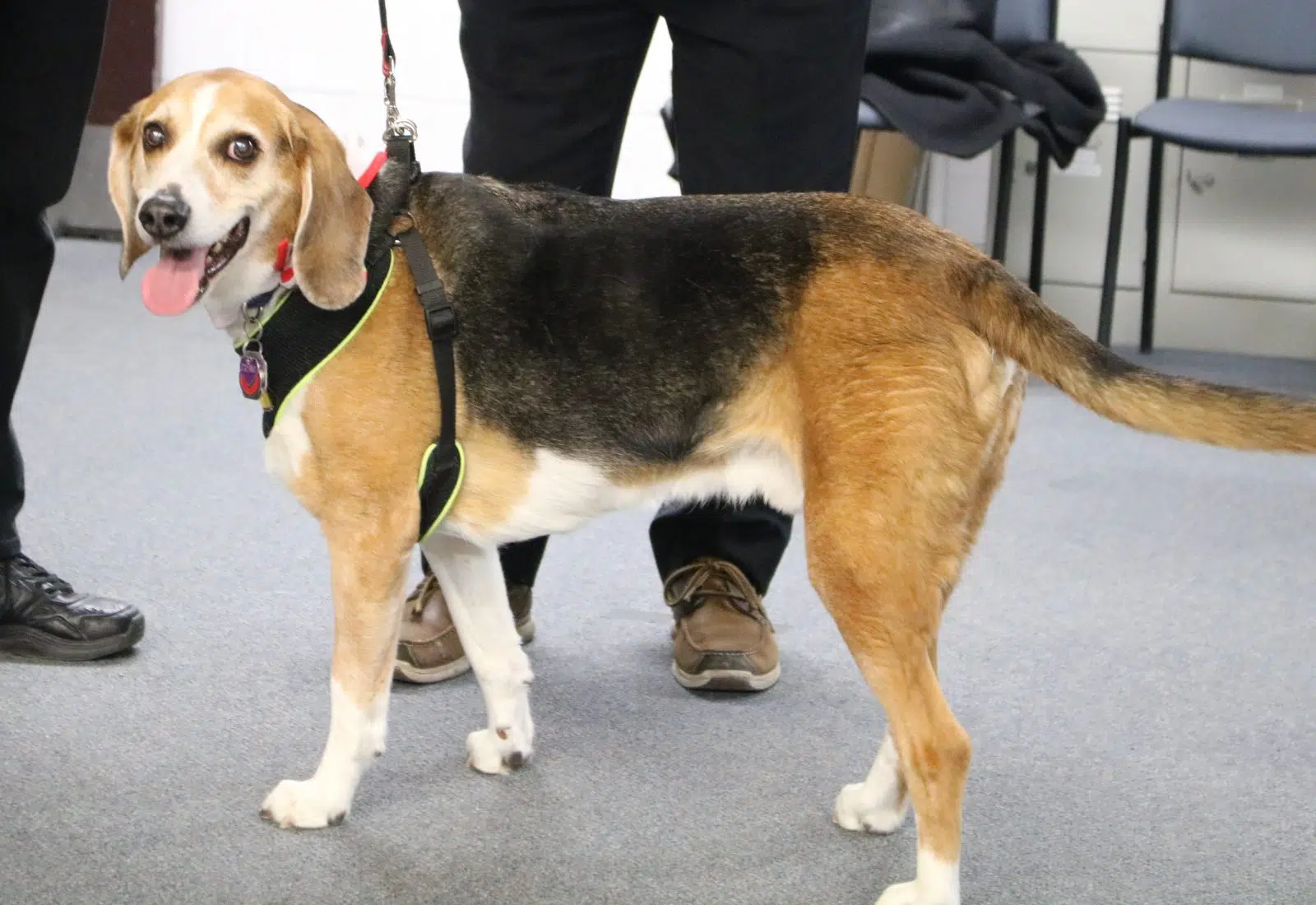 Belleville Police launch innovative therapy dog program | Quinte News