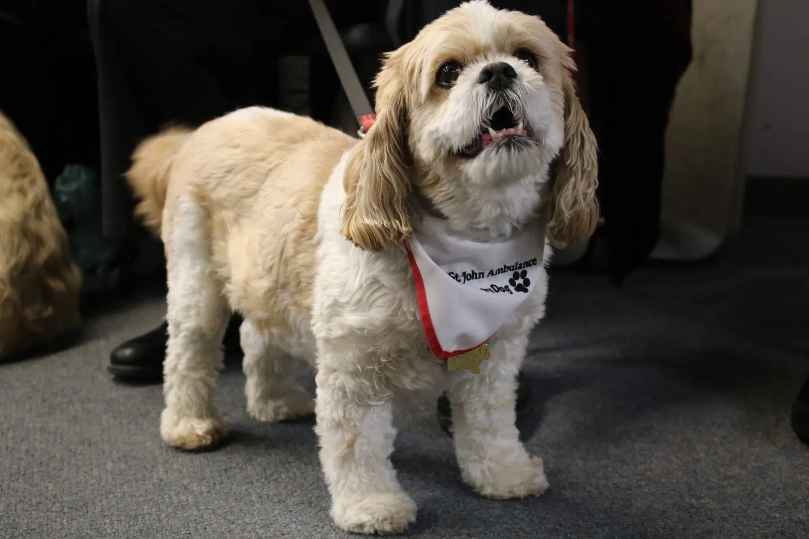 Belleville Police launch innovative therapy dog program | Quinte News