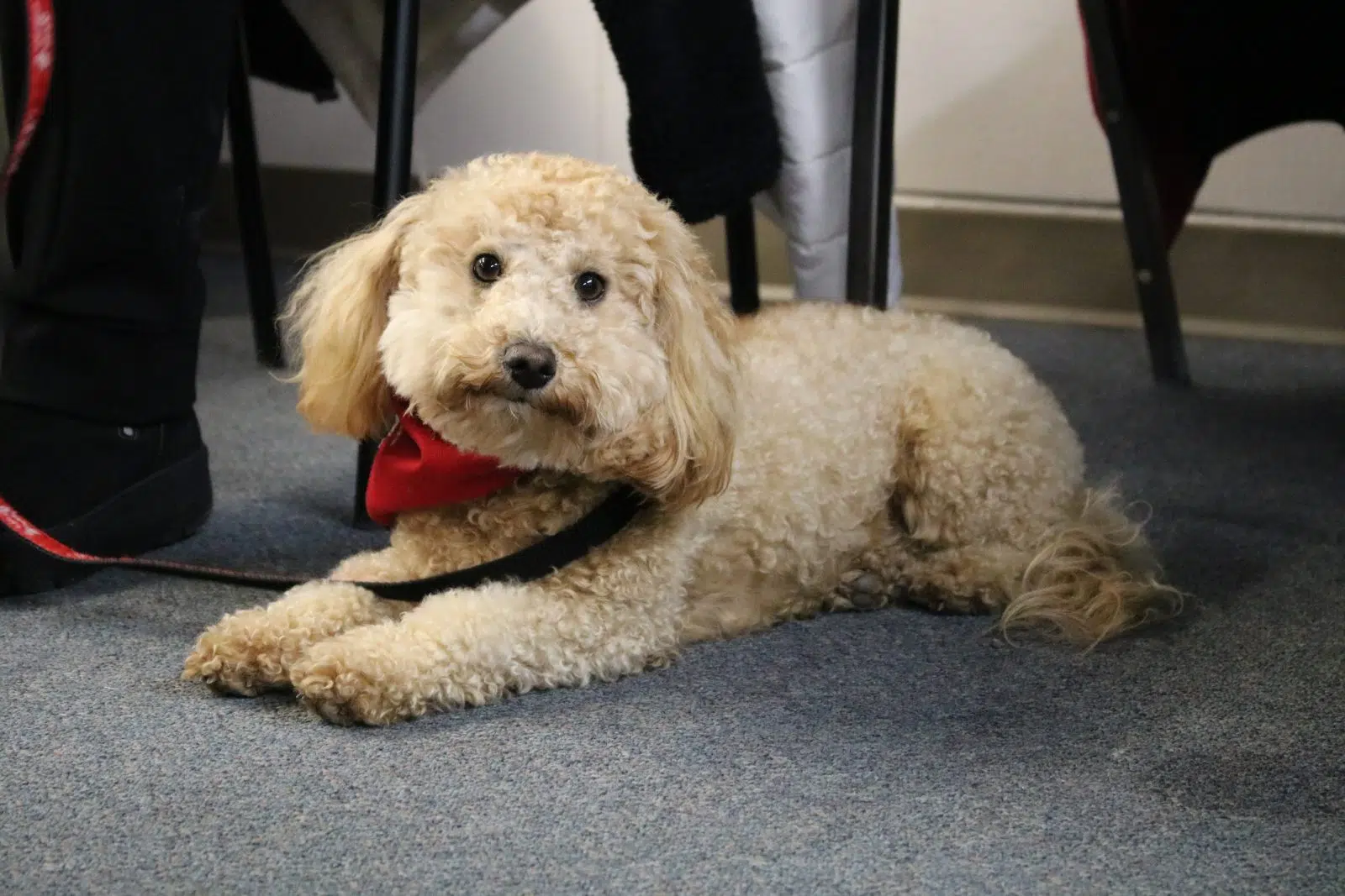 Belleville Police launch innovative therapy dog program | Quinte News