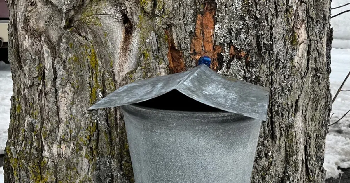 Sap running early | Quinte News