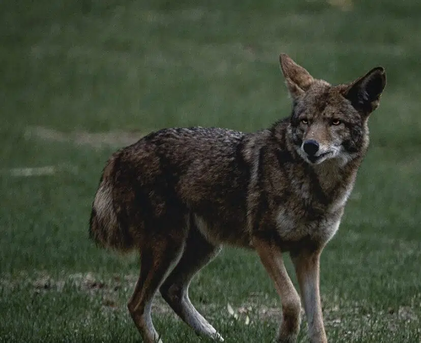 No decision yet on animal-related contest | Quinte News