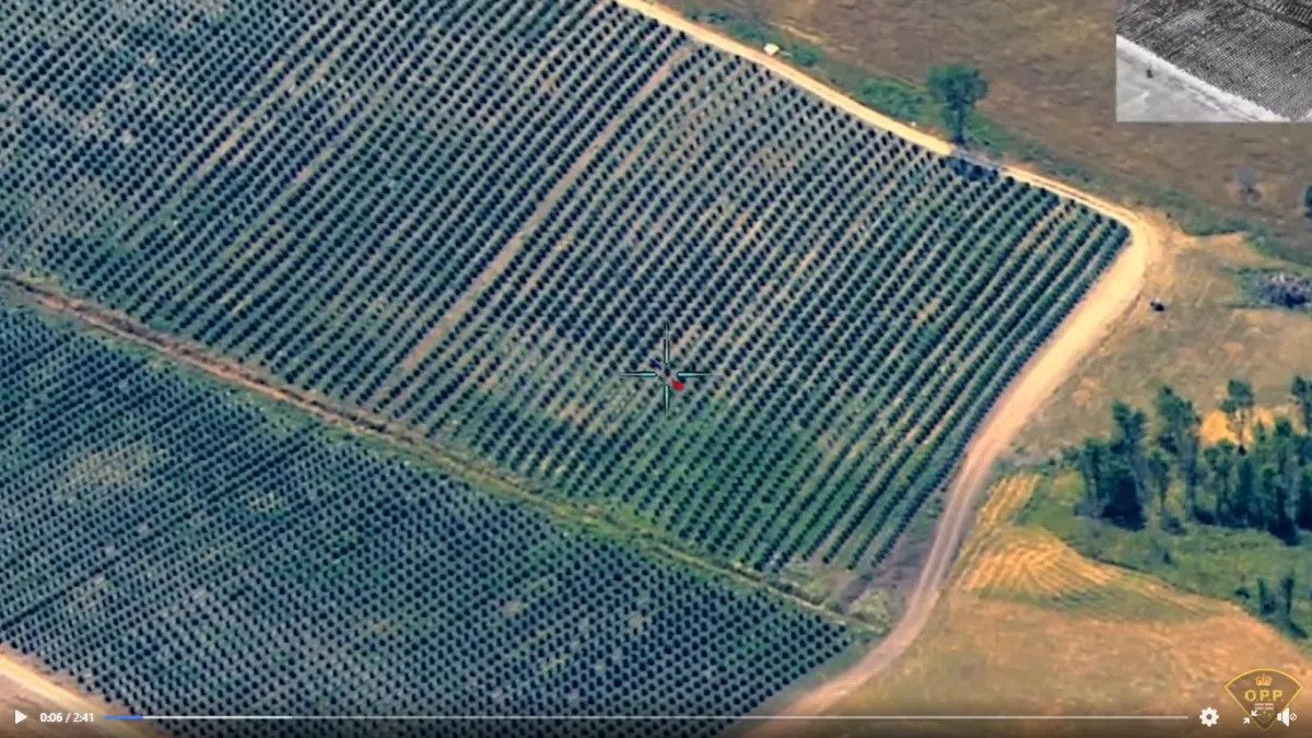 Tyendinga cannabis bust, could be for the record books | Quinte News