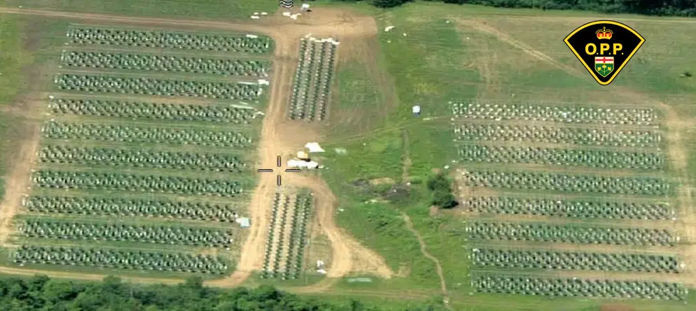 Lennox and Addington County OPP seize nearly 4000 cannabis plants ...