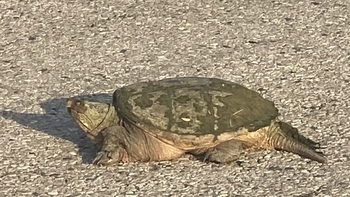 Ontario Turtle Conservation Centre looking for volunteer drivers to ...