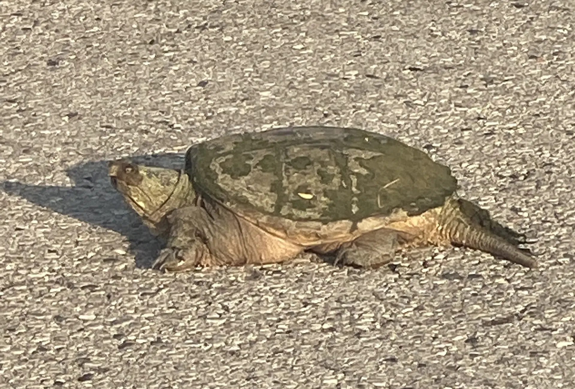 Ontario Turtle Conservation Centre looking for volunteer drivers to ...