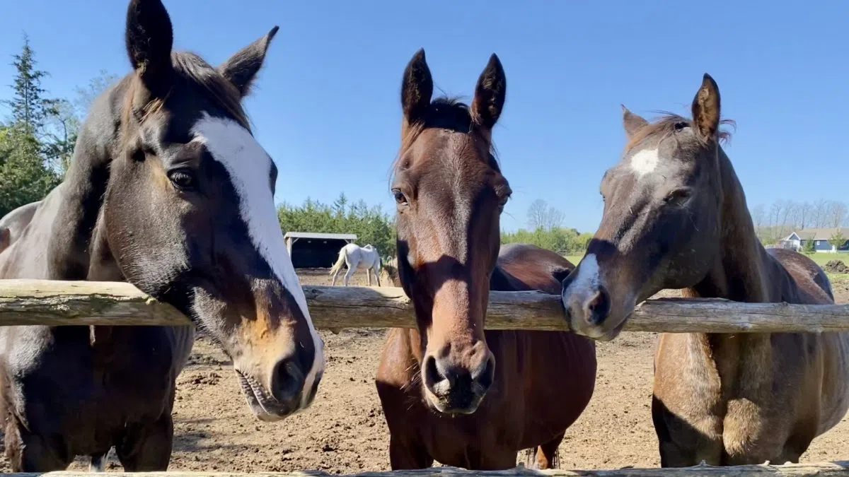 Seeds of Success: Equestrian – Second Chance Ranch | Napanee Today