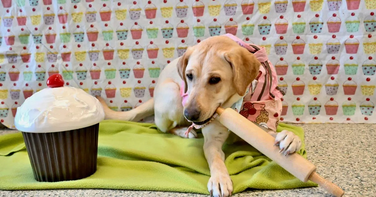 What’s good in Gananoque? Cupcake Day returns to help animals with ...