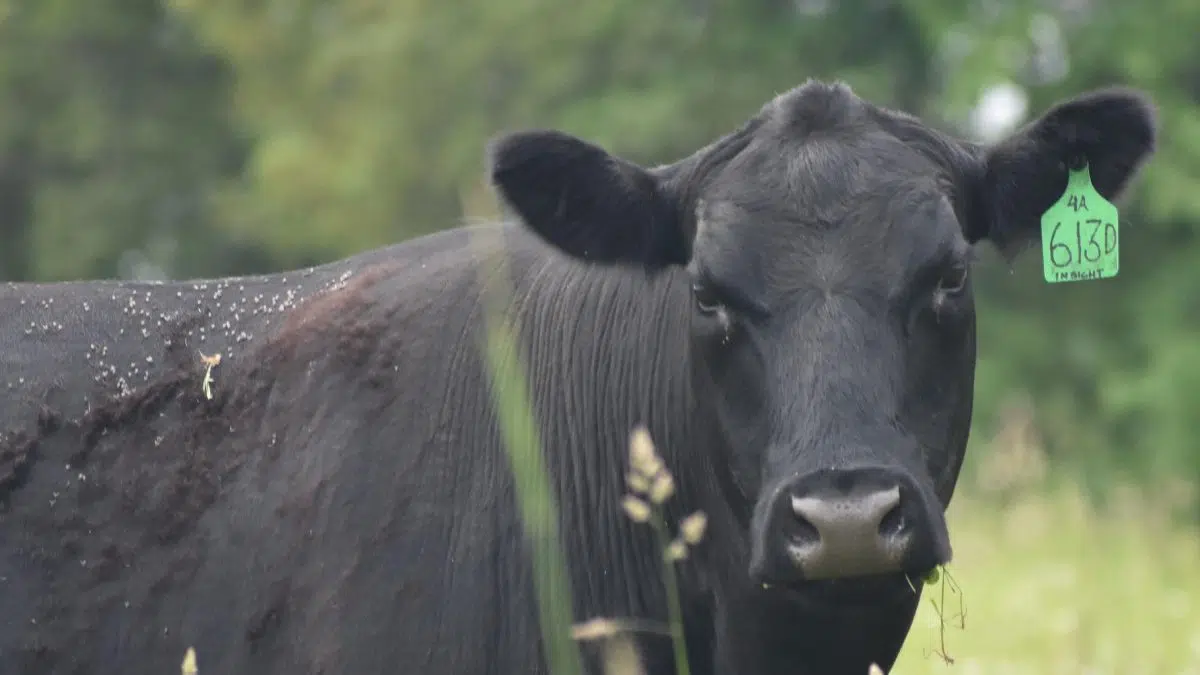 SEEDS OF SUCCESS: Mike Fallis – Beef Producer | PTBO Today