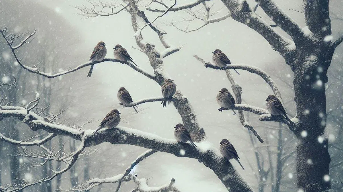 This census is for the birds …and they need your help | 105.7 Strathroy ...