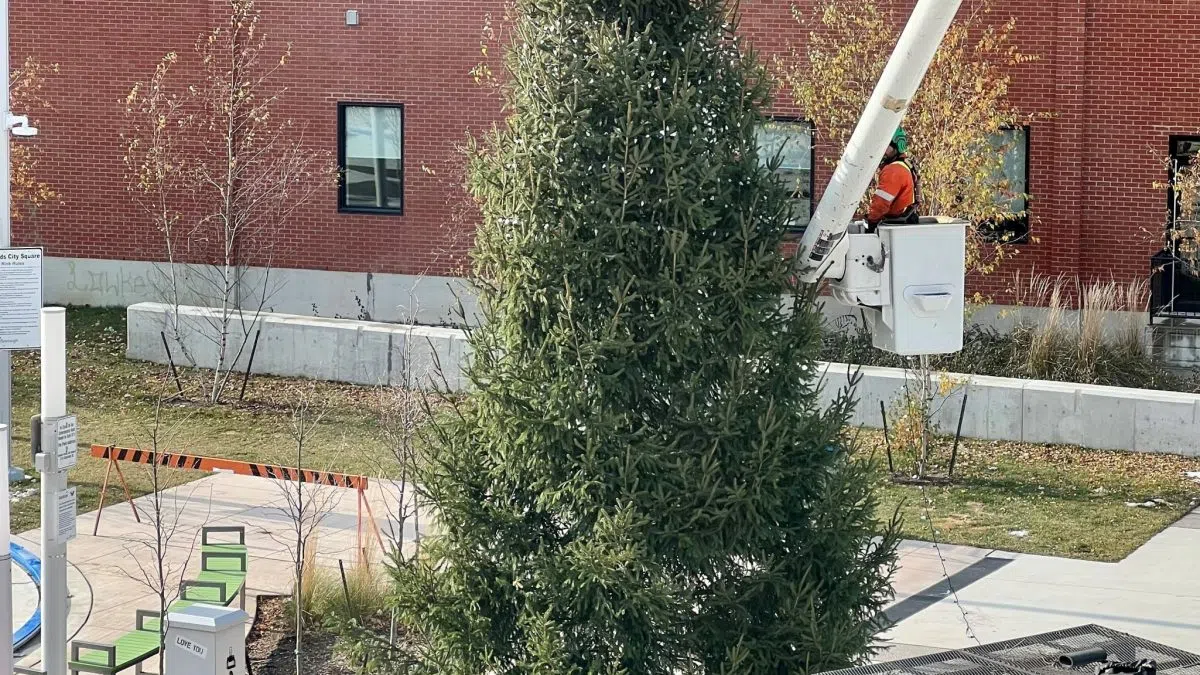 Quaker City Square set to shine with festive tree | 105.7 Strathroy Today