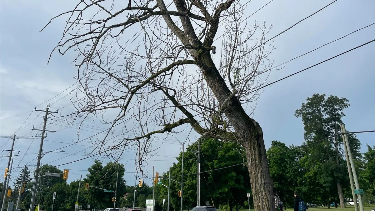 Peterborough to remove hazardous trees at Bonnerworth Park | 105.7 ...