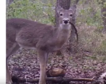 Bambi Likes Human Flesh! | 102.9 The Buzz