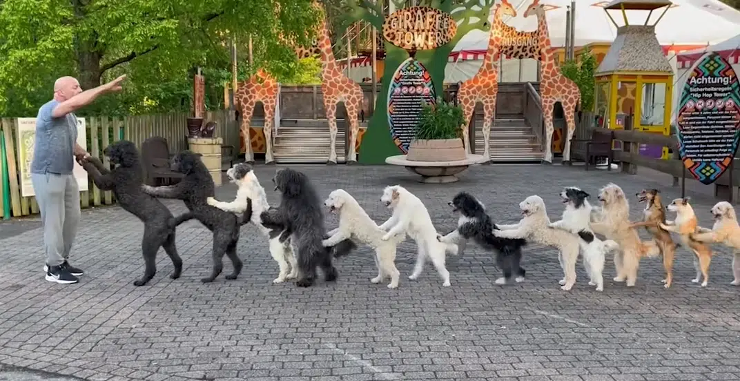 New World Record For Most Dogs in Congo Line! [VIDEO] | 102.9 The Buzz