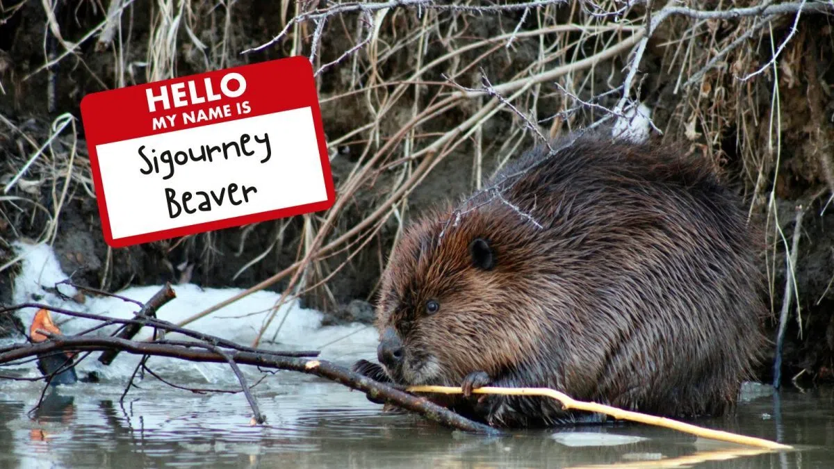 Chicago Needs ‘Dam’ Good Name for Big Beaver | 102.9 The Buzz