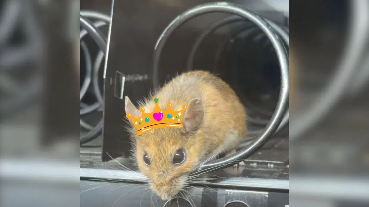 Mouse Makes Itself at Home Inside Vending Machine | 102.9 The Buzz