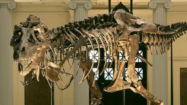 Famous T. rex begins move to make room for even bigger dinosaur | 98.7 WNLC