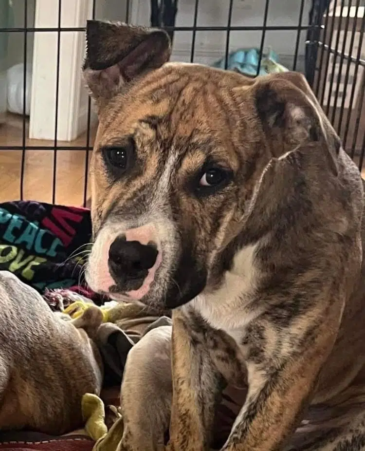 WOOF WEDNESDAY | WCTY Eastern Connecticut's Country Station