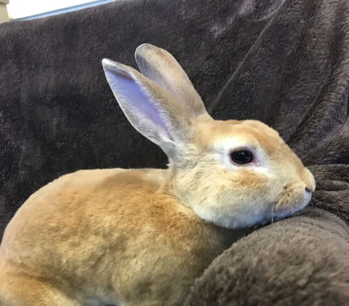 Meet: Toffee – 15 Month-Old Rabbit | FM92 South Simcoe Today