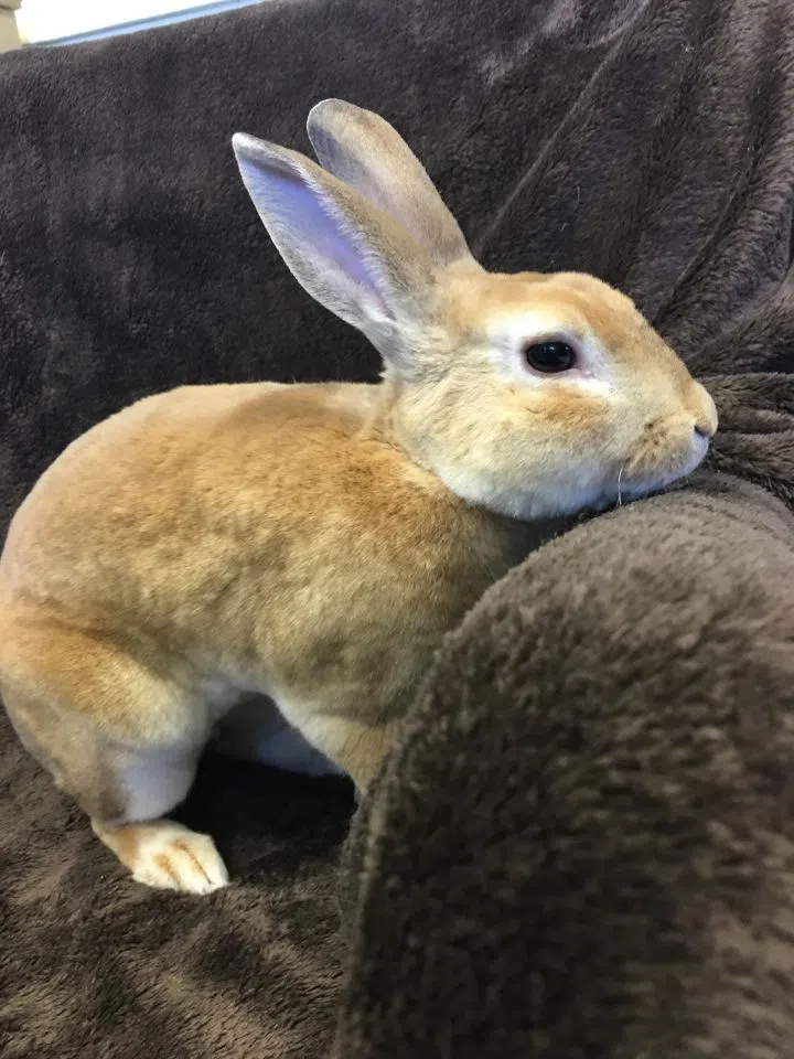 Meet: Toffee – 15 Month-Old Rabbit | FM92 South Simcoe Today