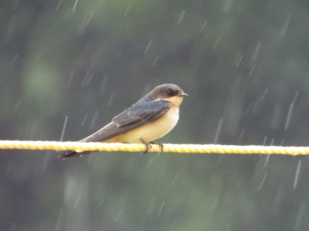 South Simcoe Forecast for Monday May 13 | FM92 South Simcoe Today