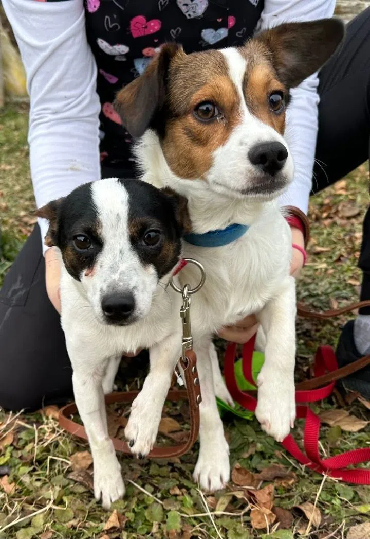 Alliston and District Humane Society – Adoptable of the Day | FM101 ...