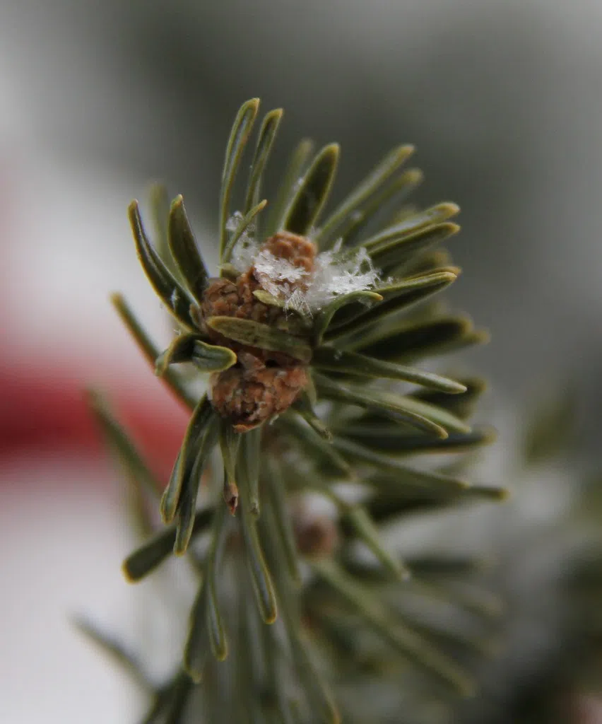 South Simcoe Forecast for Tuesday January 23 | FM92 South Simcoe Today