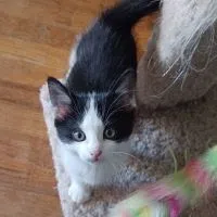 Alliston and District Humane Society – Adoptable of the Day | FM92 ...