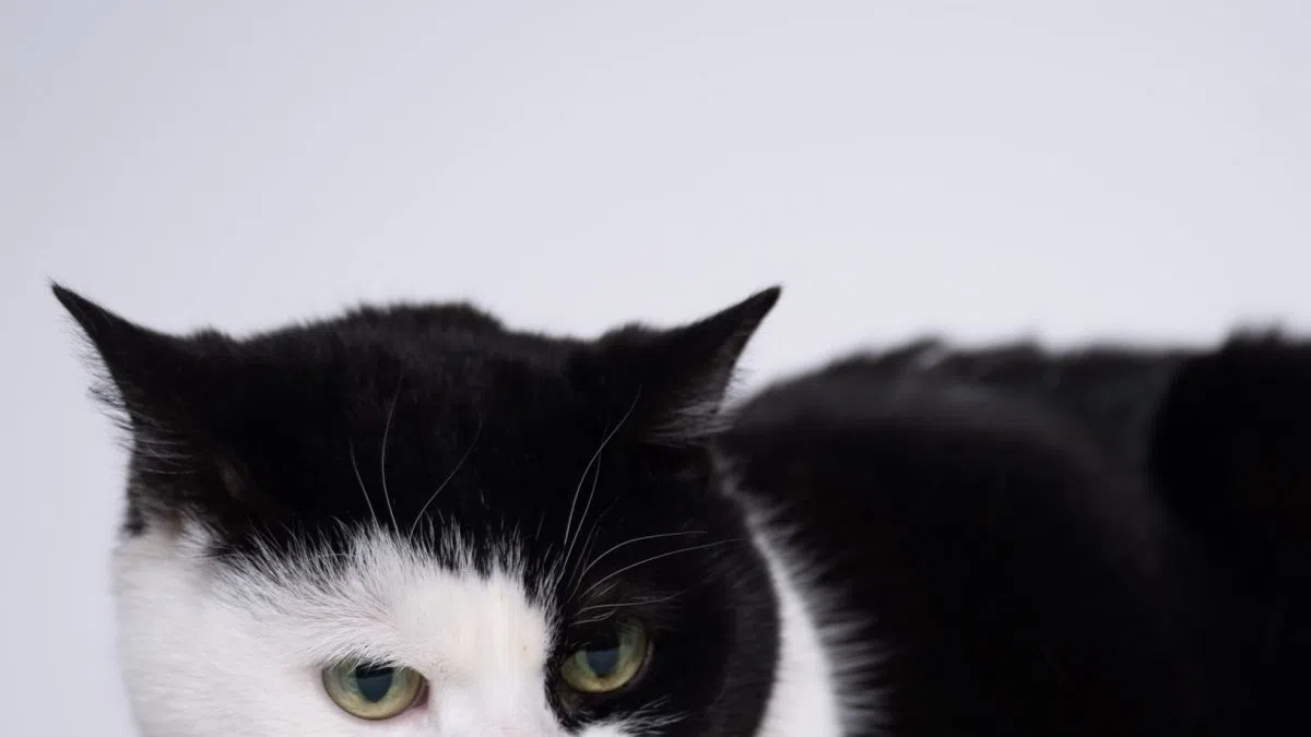 Alliston and District Humane Society – Adoptable of the Day | FM101 ...