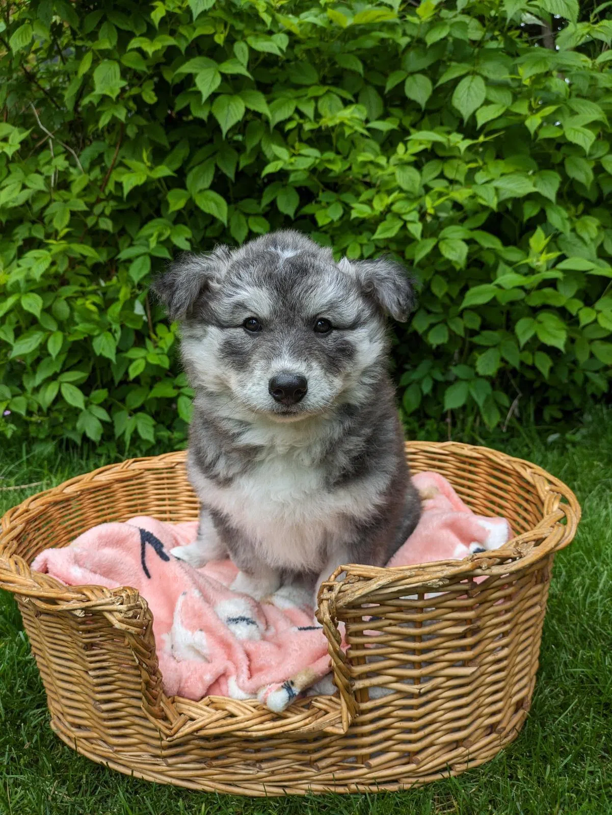 Alliston and District Humane Society – Adoptable of the Day | FM92 ...